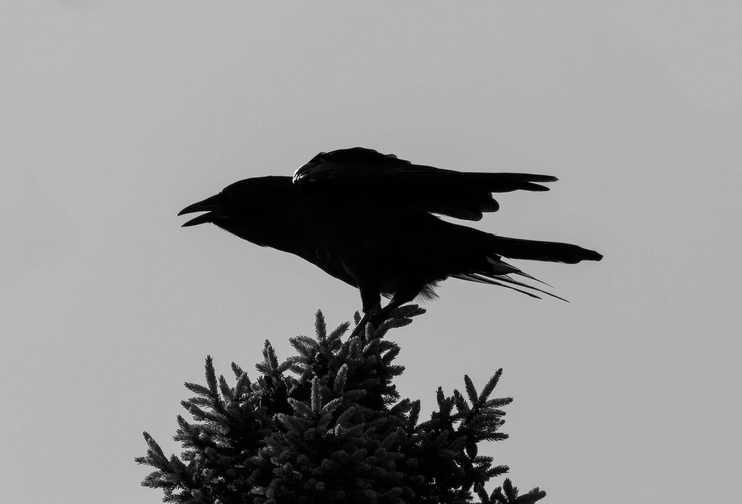 American Crow: A Common AZ Blackbird
